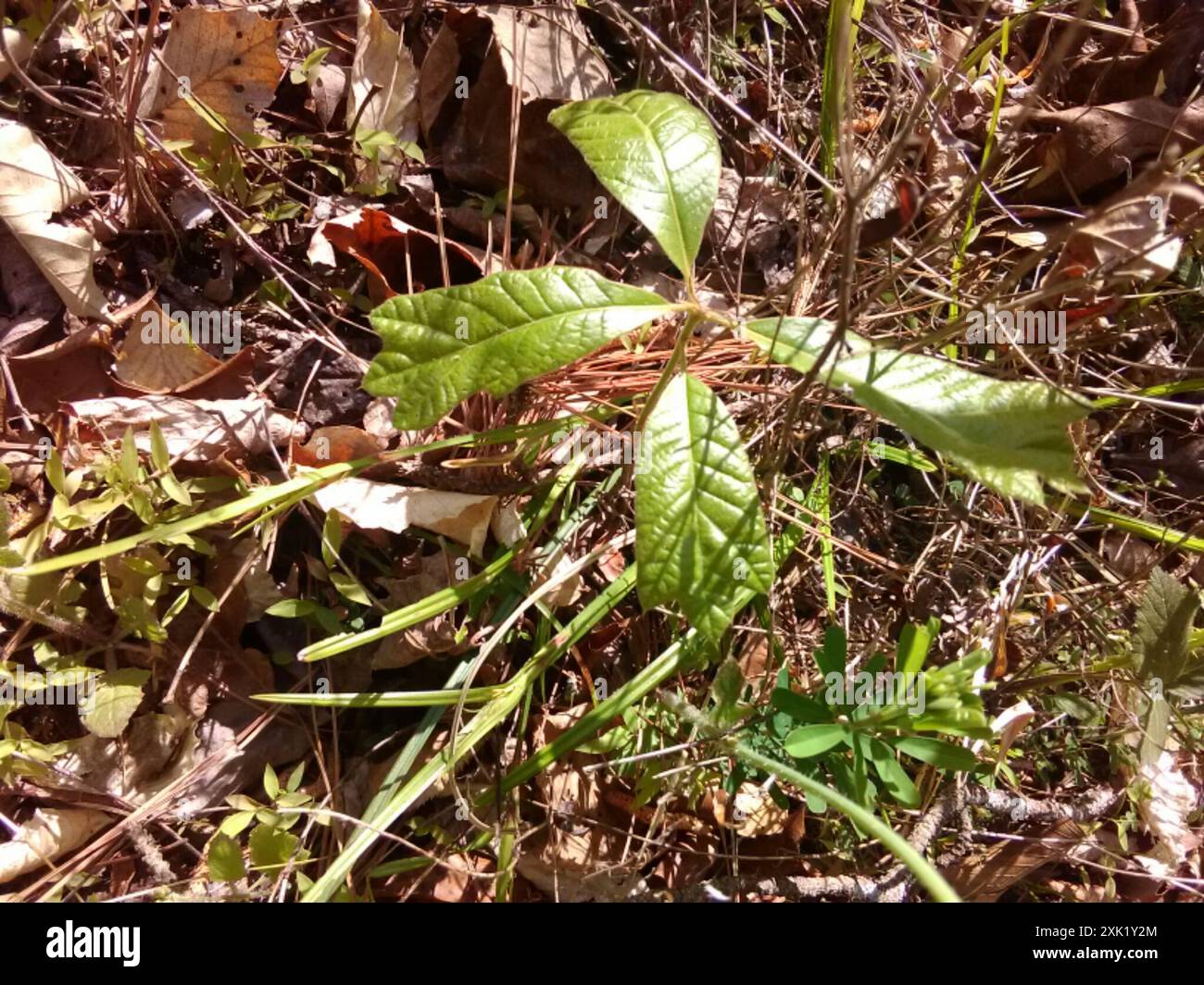 southern red oak (Quercus falcata) Plantae Stock Photo - Alamy
