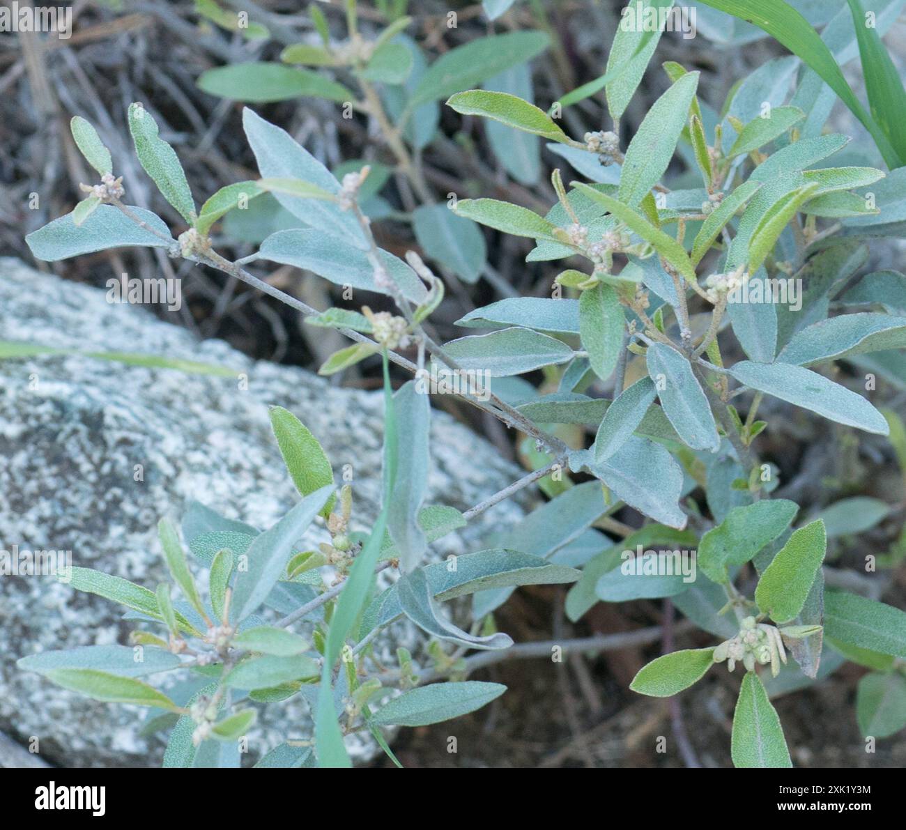 California croton (Croton californicus) Plantae Stock Photo - Alamy