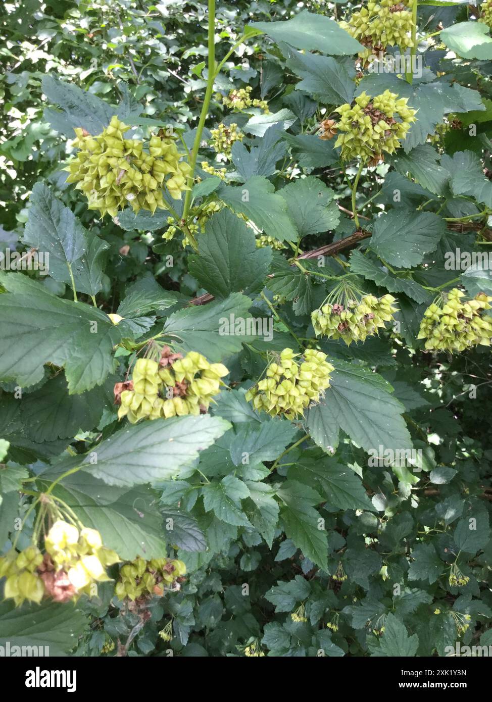 common ninebark (Physocarpus opulifolius) Plantae Stock Photo - Alamy
