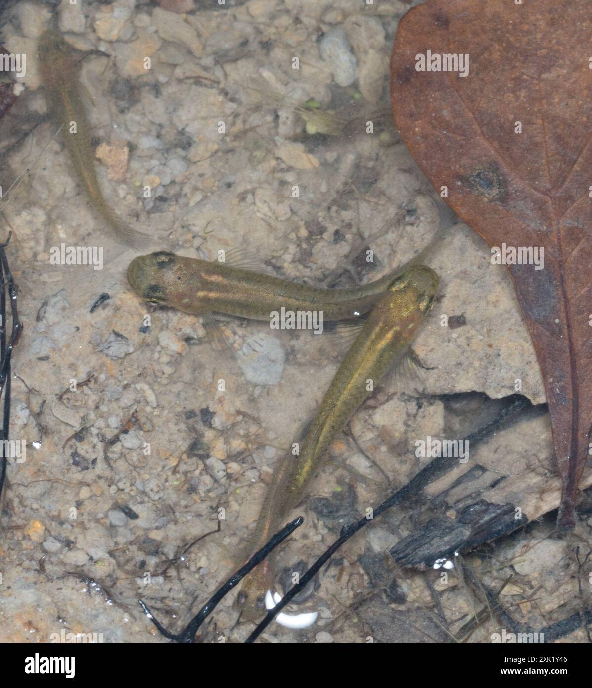 Western Mosquitofish (Gambusia affinis) Actinopterygii Stock Photo - Alamy