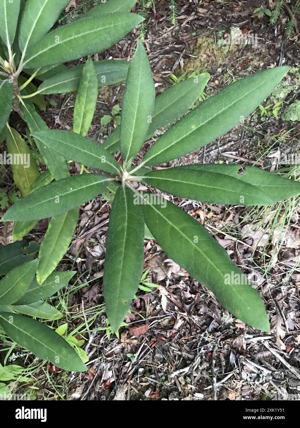 great rhododendron (Rhododendron maximum) Plantae Stock Photo - Alamy