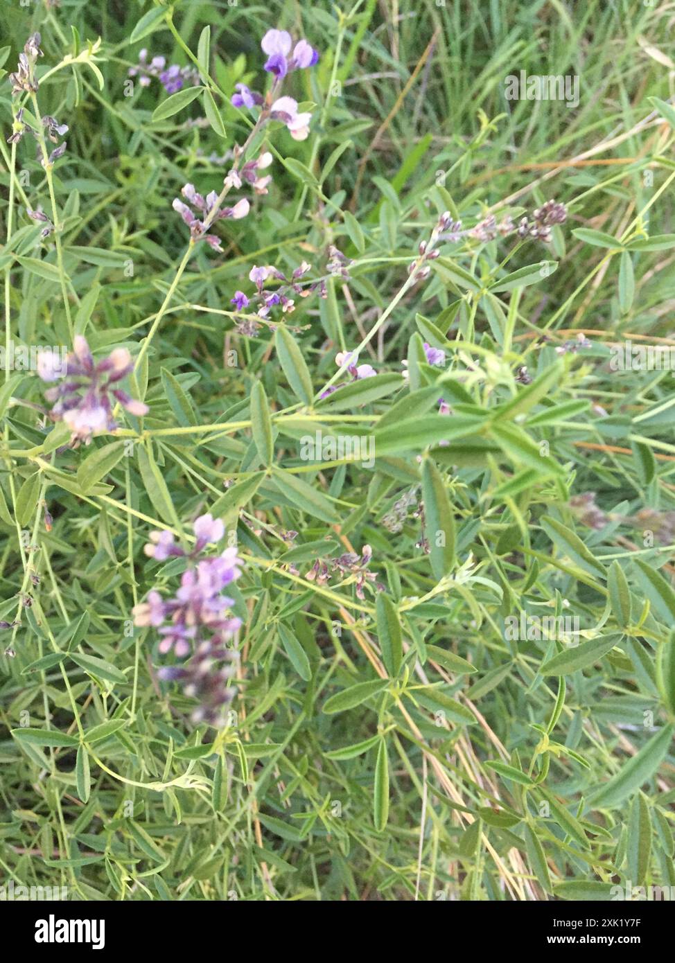 Slimflower Scurfpea (Pediomelum tenuiflorum) Plantae Stock Photo - Alamy