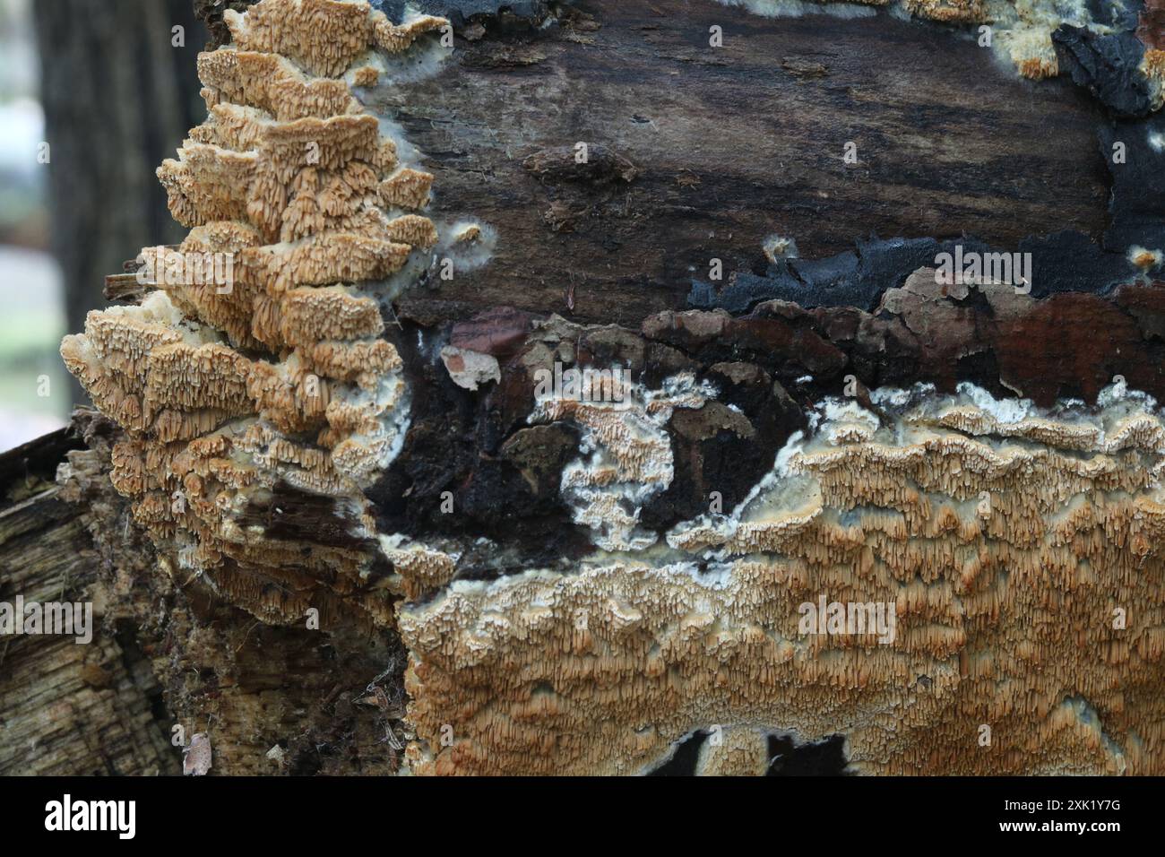 Basidiomycete Fungi (Basidiomycota) Fungi Stock Photo - Alamy