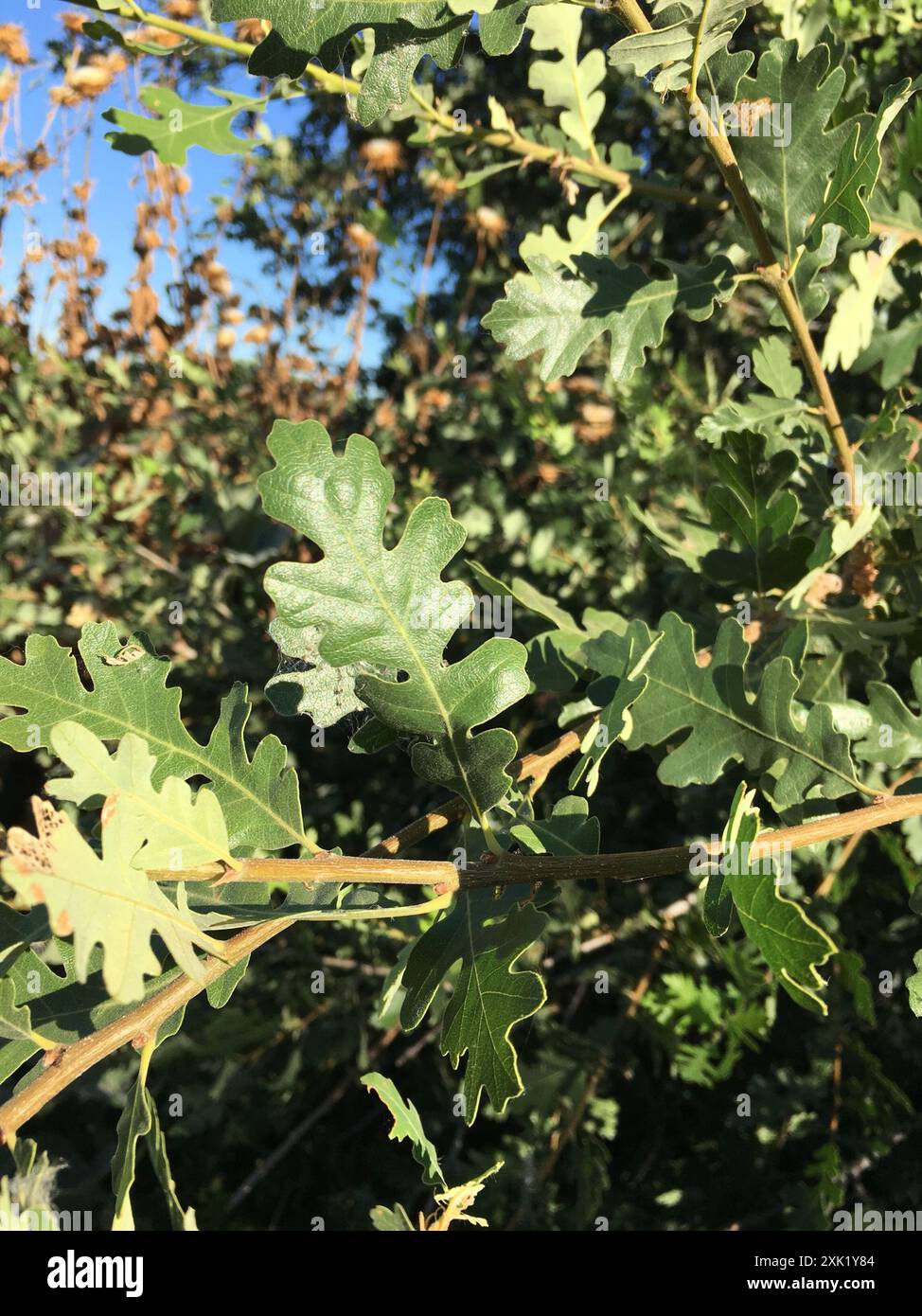 valley oak (Quercus lobata) Plantae Stock Photo - Alamy