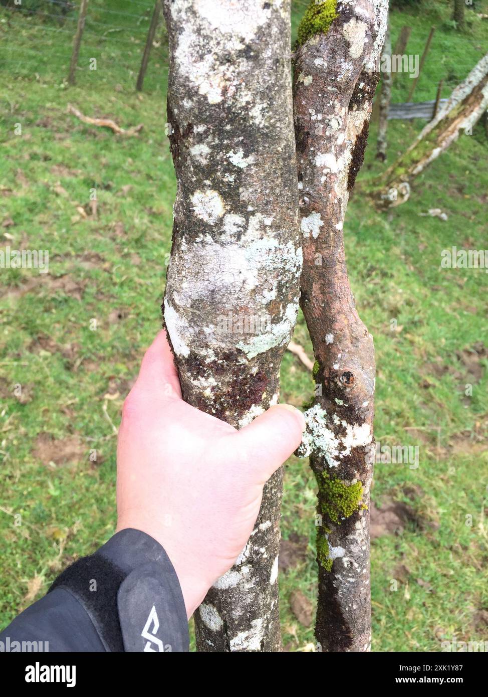 thin leaved coprosma (Coprosma areolata) Plantae Stock Photo - Alamy