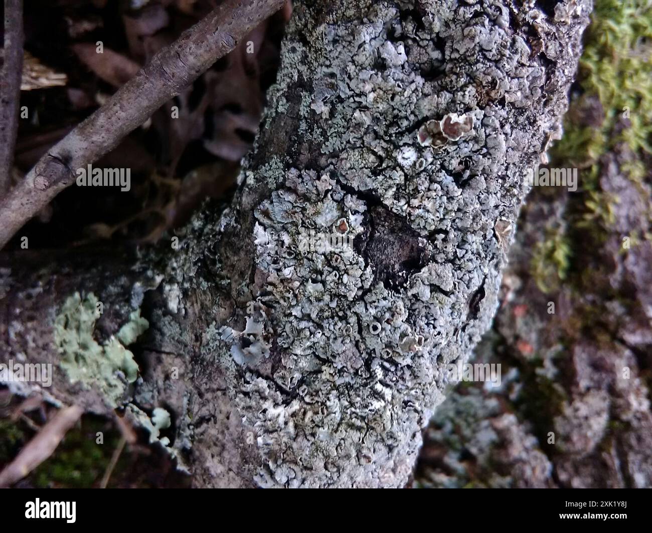 common lichens (Lecanoromycetes) Fungi Stock Photo - Alamy