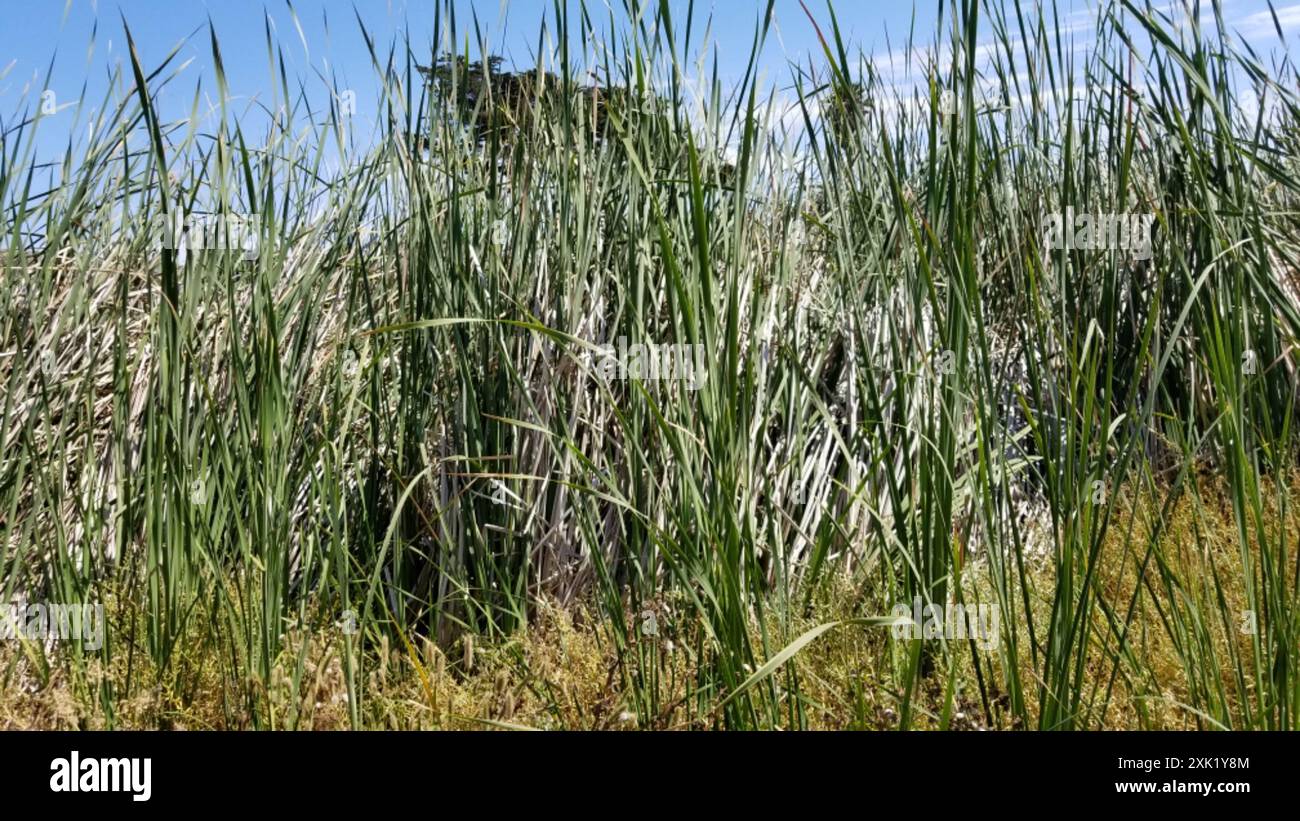 grasses, sedges, cattails, and allies (Poales) Plantae Stock Photo - Alamy