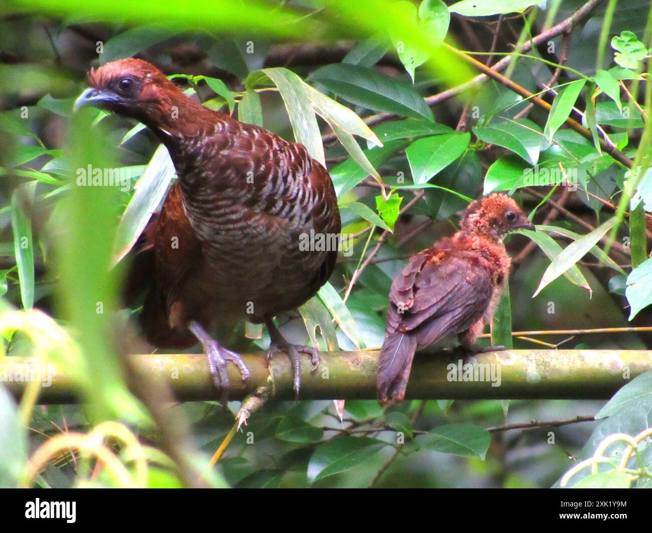 Scaled Chachalaca (Ortalis squamata) Aves Stock Photo - Alamy