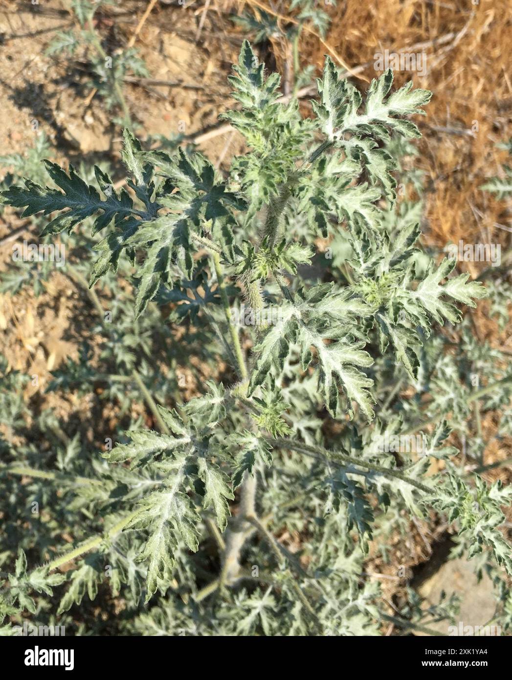 Flatspine Bursage (Ambrosia acanthicarpa) Plantae Stock Photo - Alamy