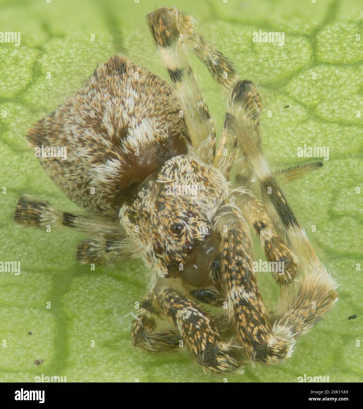 (Uloborus diversus) Arachnida Stock Photo - Alamy