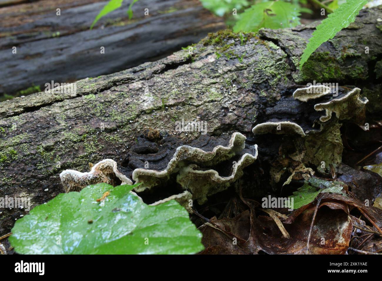 Common Mazegill (Datronia mollis) Fungi Stock Photo - Alamy