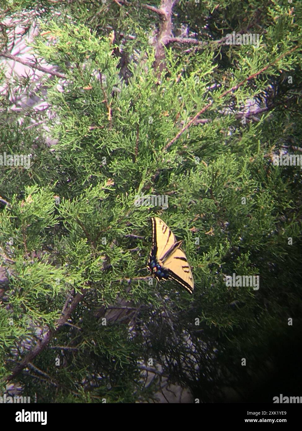 Two-tailed Swallowtail (Papilio multicaudata) Insecta Stock Photo - Alamy