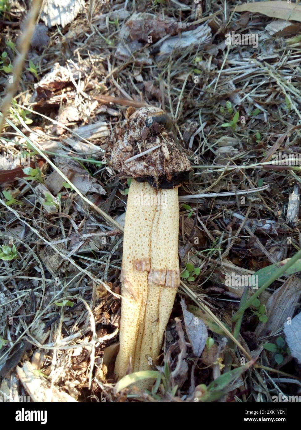 Ravenel's stinkhorn (Phallus ravenelii) Fungi Stock Photo - Alamy