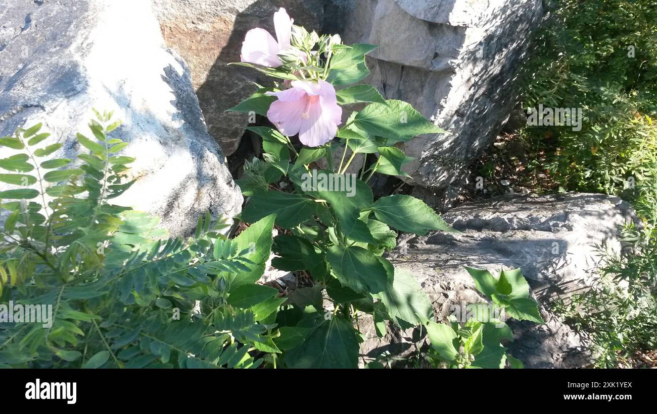 swamp rose mallow (Hibiscus moscheutos) Plantae Stock Photo - Alamy