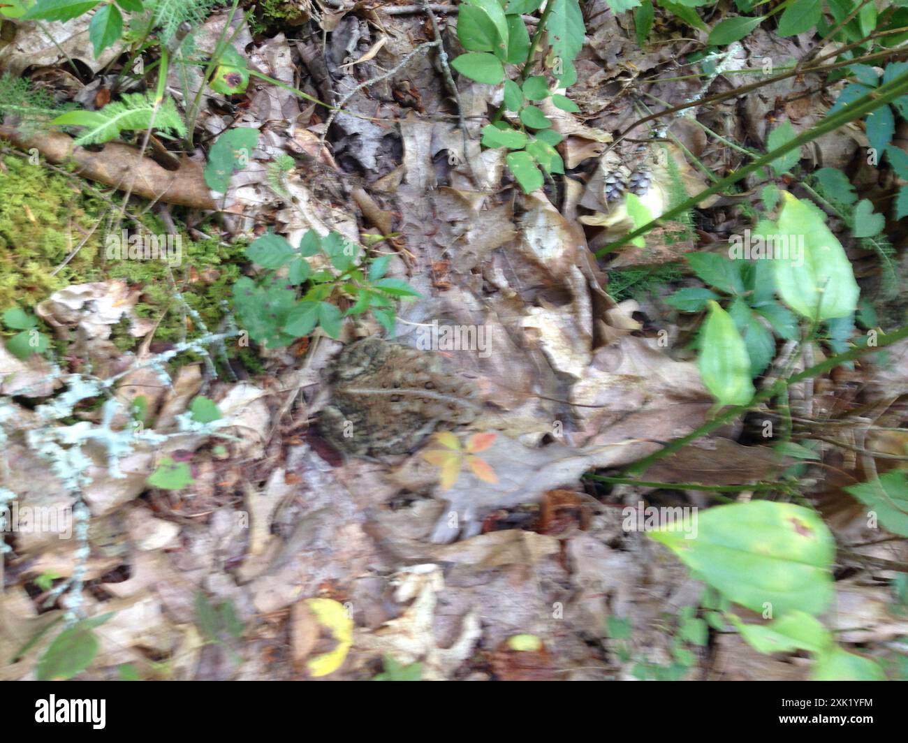 Eastern American Toad (Anaxyrus americanus americanus) Amphibia Stock ...