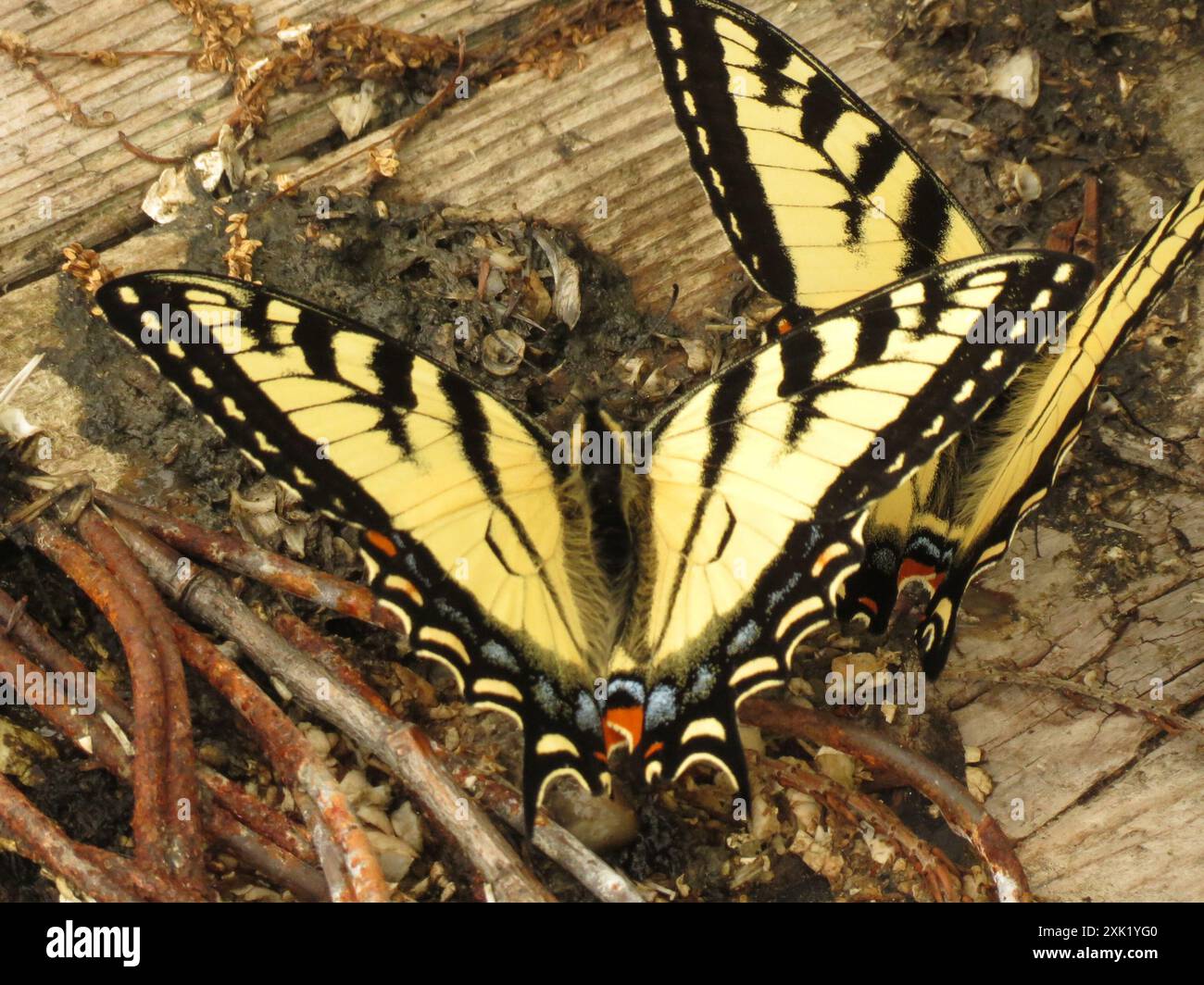 Canadian Tiger Swallowtail (Papilio canadensis) Insecta Stock Photo - Alamy