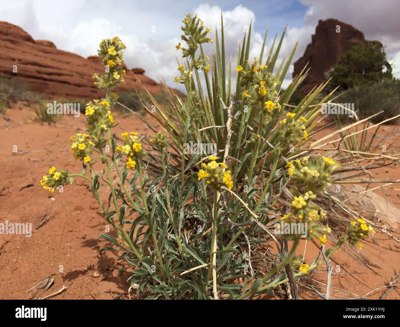 Brenda's Yellow Cryptantha (Oreocarya flava) Plantae Stock Photo - Alamy
