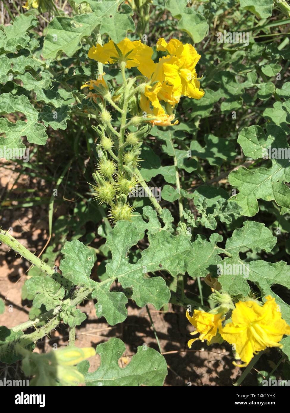 buffalo-bur (Solanum rostratum) Plantae Stock Photo - Alamy