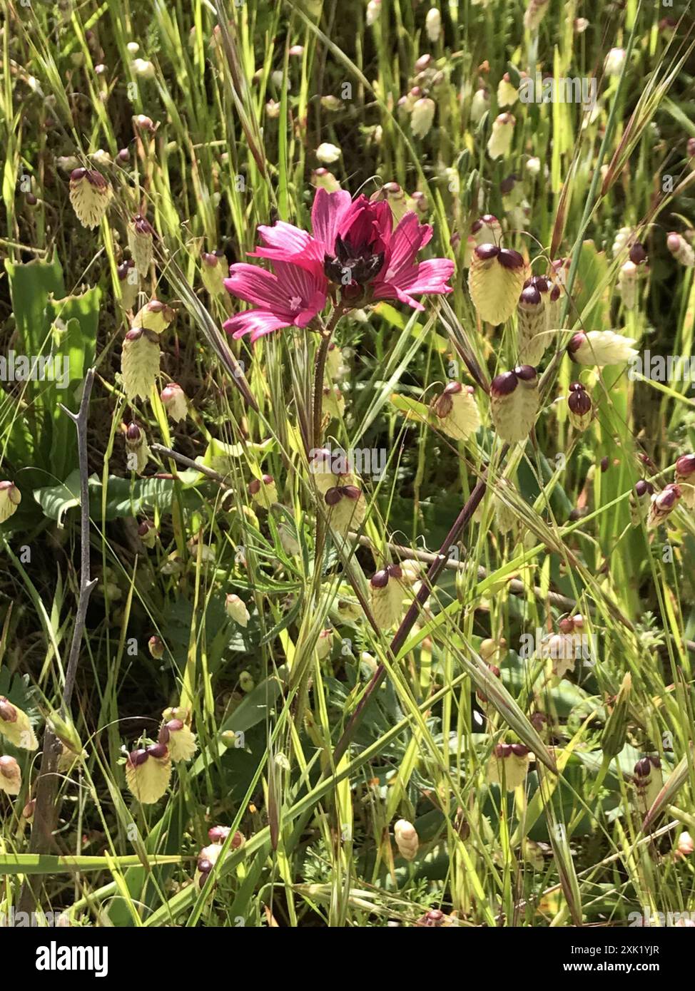 checkerbloom (Sidalcea malviflora) Plantae Stock Photo - Alamy