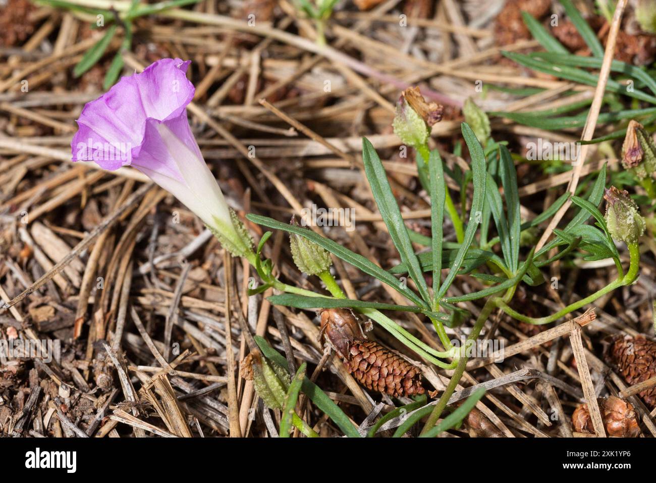 Huachuca Mountain morning glory (Ipomoea plummerae) Plantae Stock Photo ...