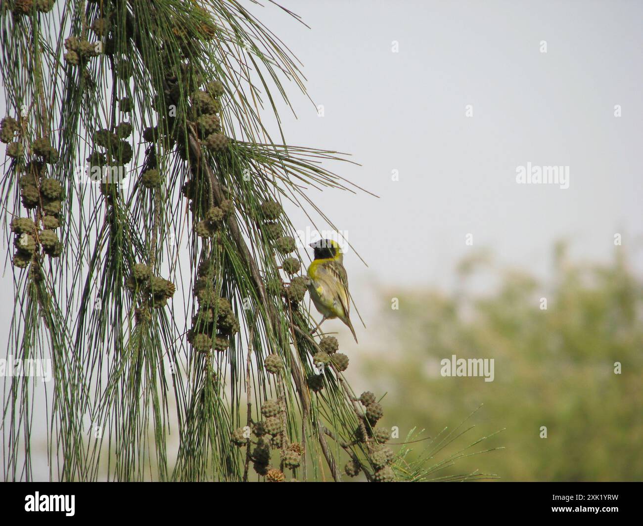 Little Weaver (Ploceus luteolus) Aves Stock Photo - Alamy