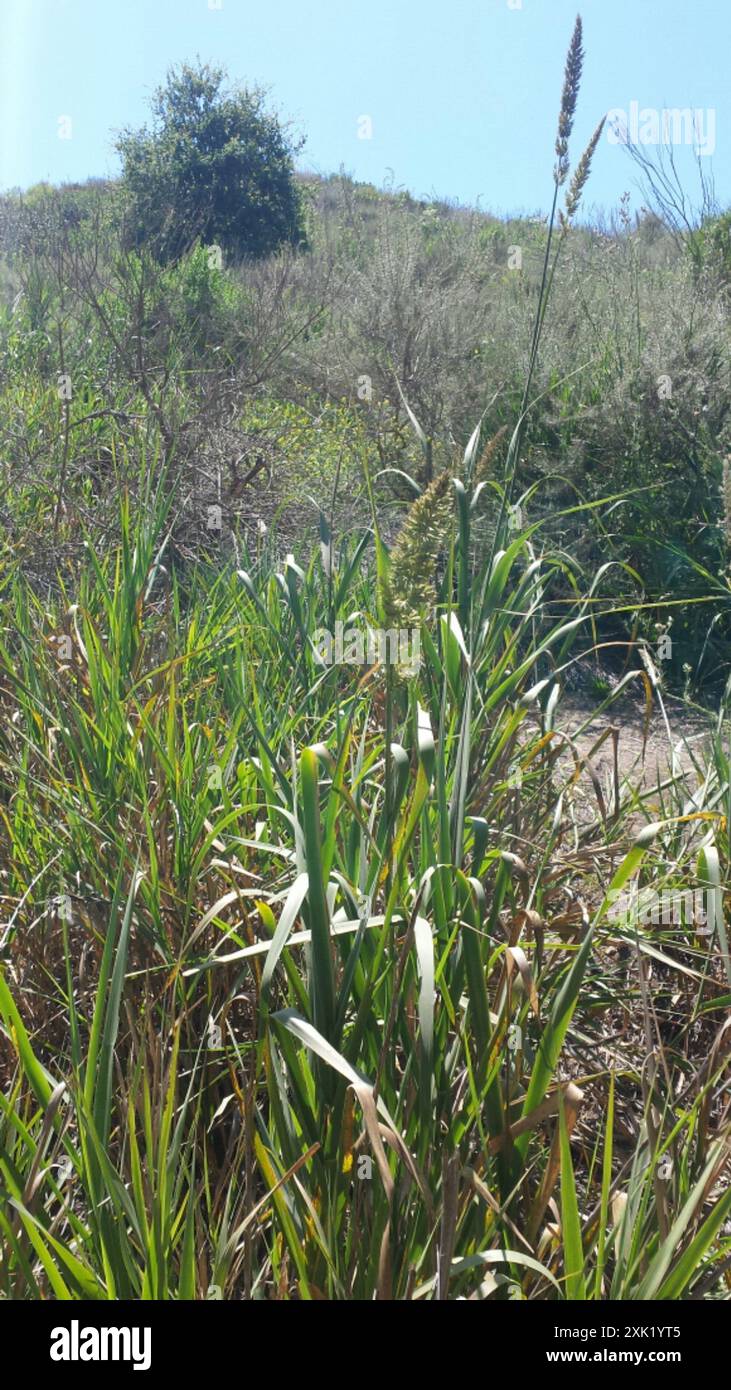 giant wild rye (Leymus condensatus) Plantae Stock Photo - Alamy