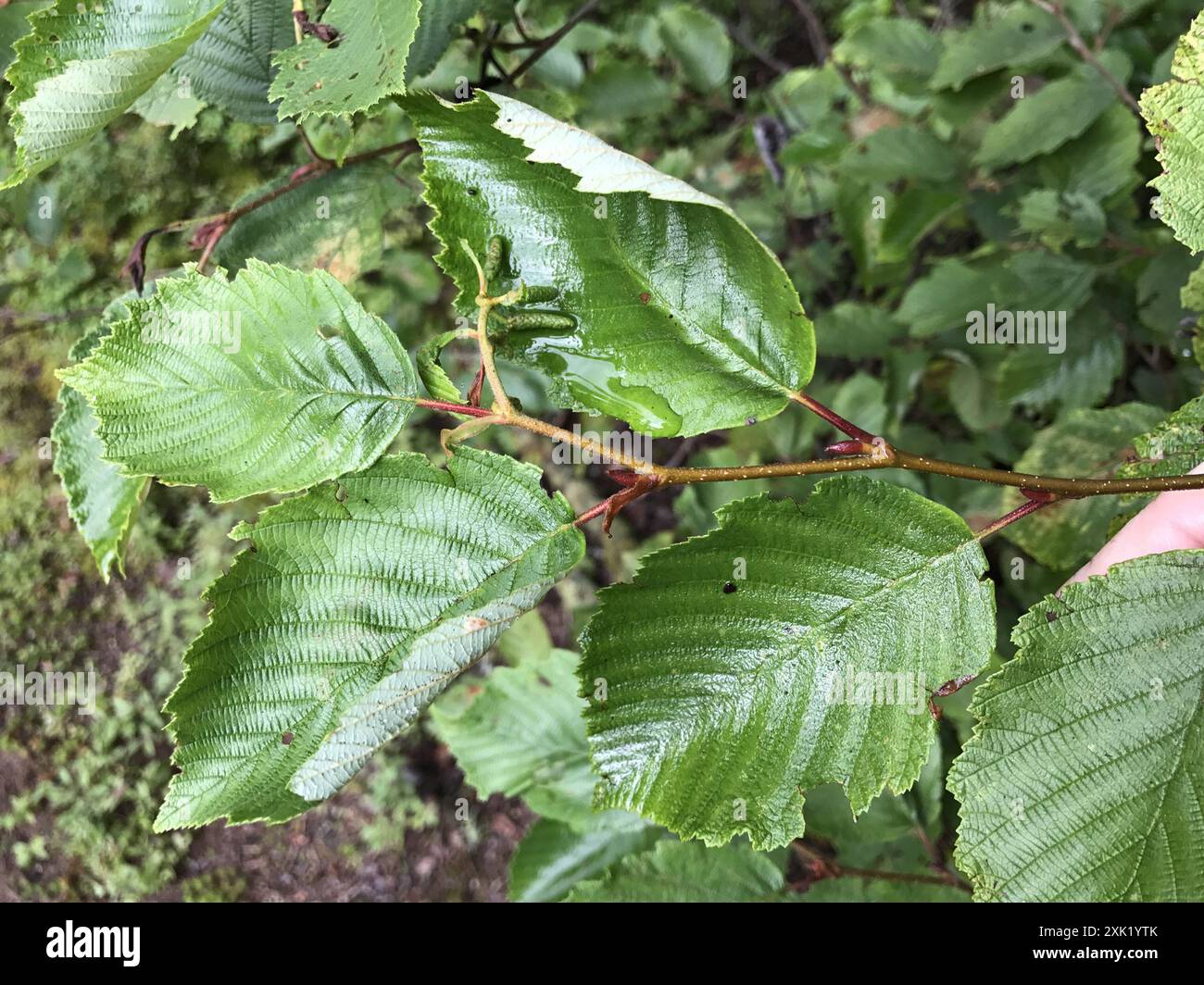 swamp alder (Alnus incana rugosa) Plantae Stock Photo - Alamy