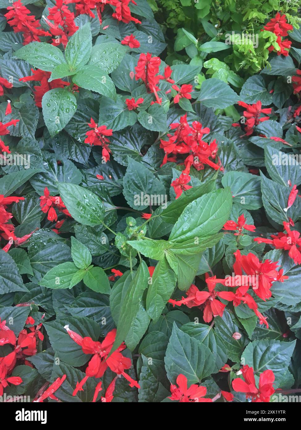 Asian Copperleaf (Acalypha australis) Plantae Stock Photo - Alamy