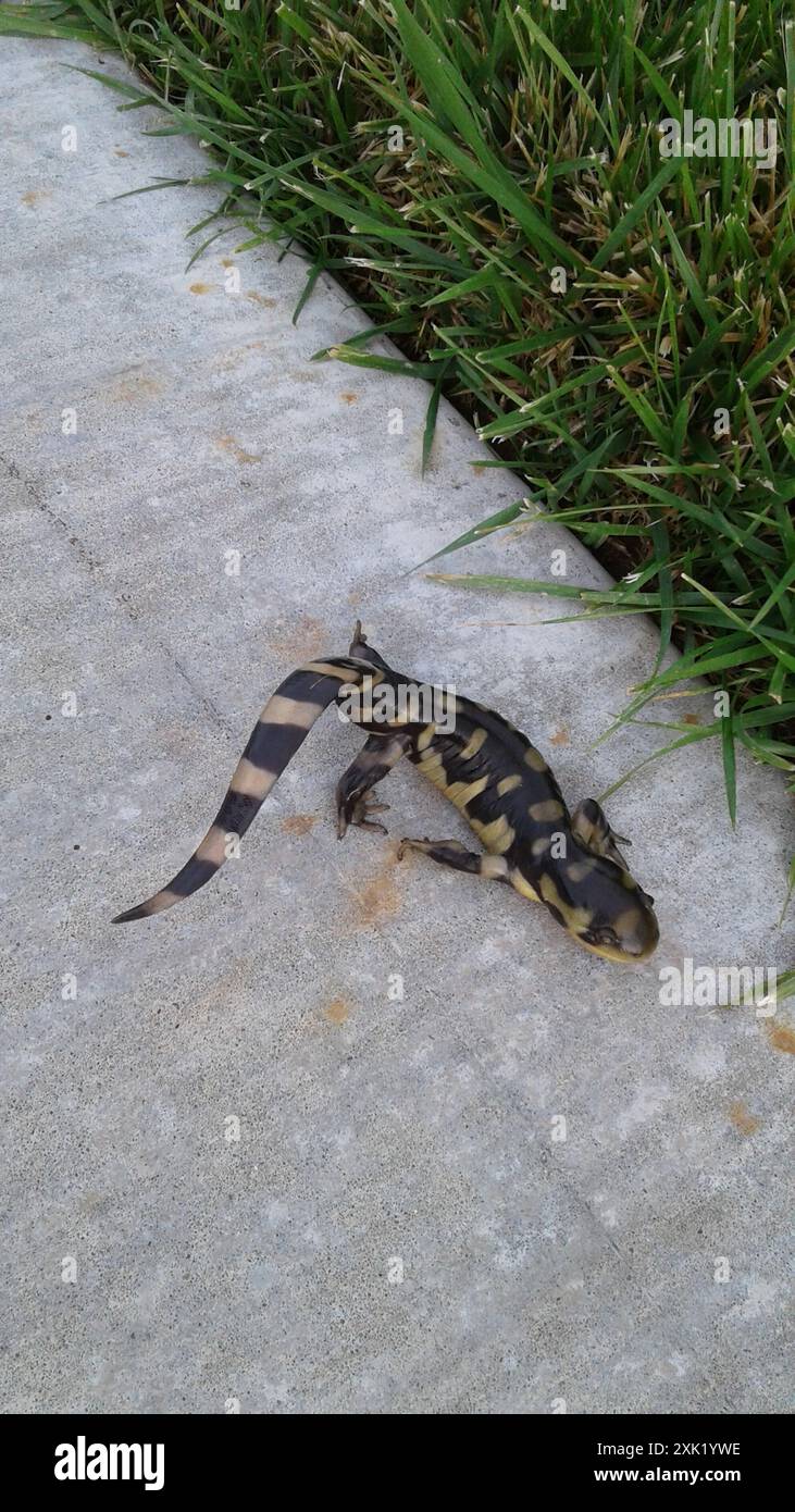 Barred Tiger Salamander (Ambystoma mavortium) Amphibia Stock Photo - Alamy