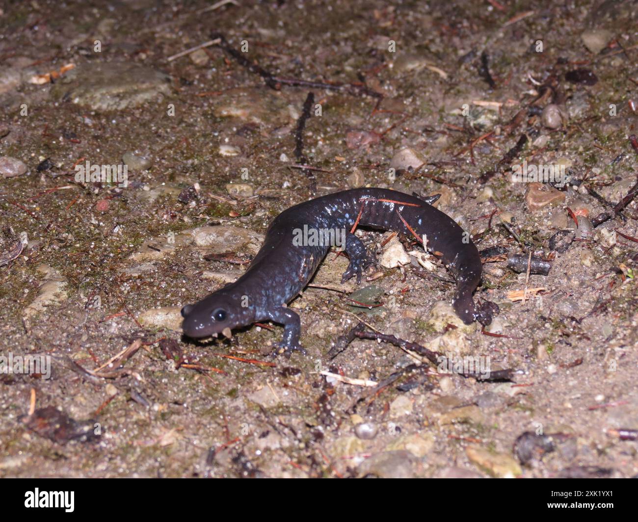 Unisexual Mole Salamander (Ambystoma unisexual) Amphibia Stock Photo ...