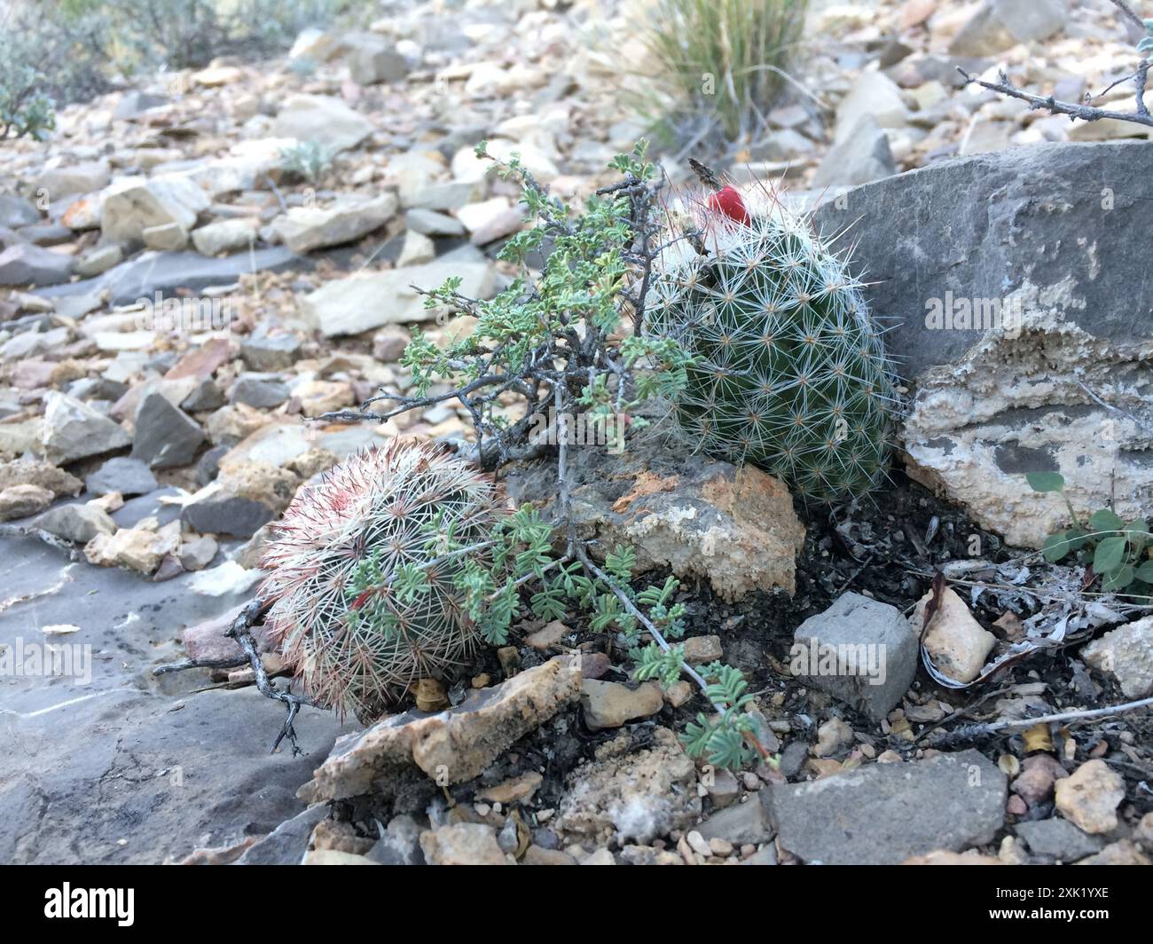 Whitecolumn Foxtail Cactus (Escobaria tuberculosa) Plantae Stock Photo ...