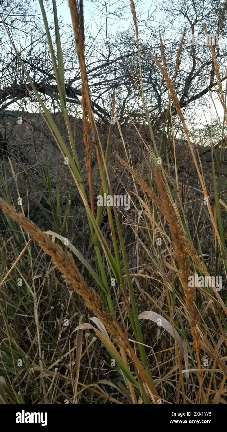 giant wild rye (Leymus condensatus) Plantae Stock Photo - Alamy