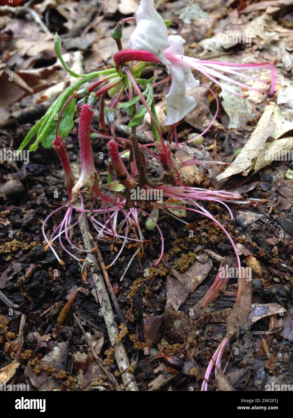 Pinxter Flower (Rhododendron periclymenoides) Plantae Stock Photo - Alamy