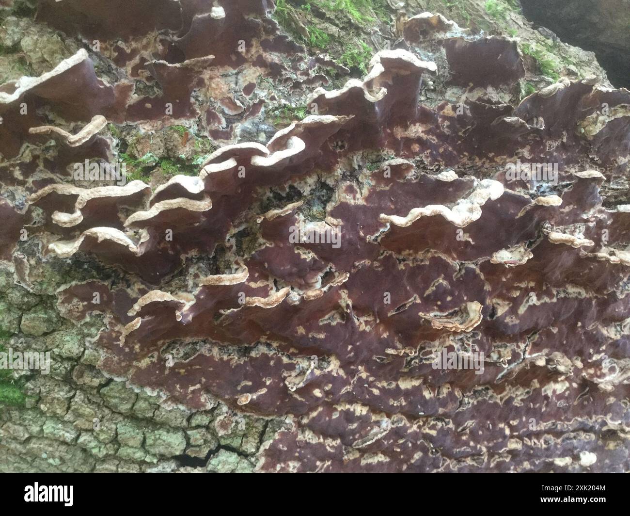 white-rot fungus (Punctularia strigosozonata) Fungi Stock Photo - Alamy