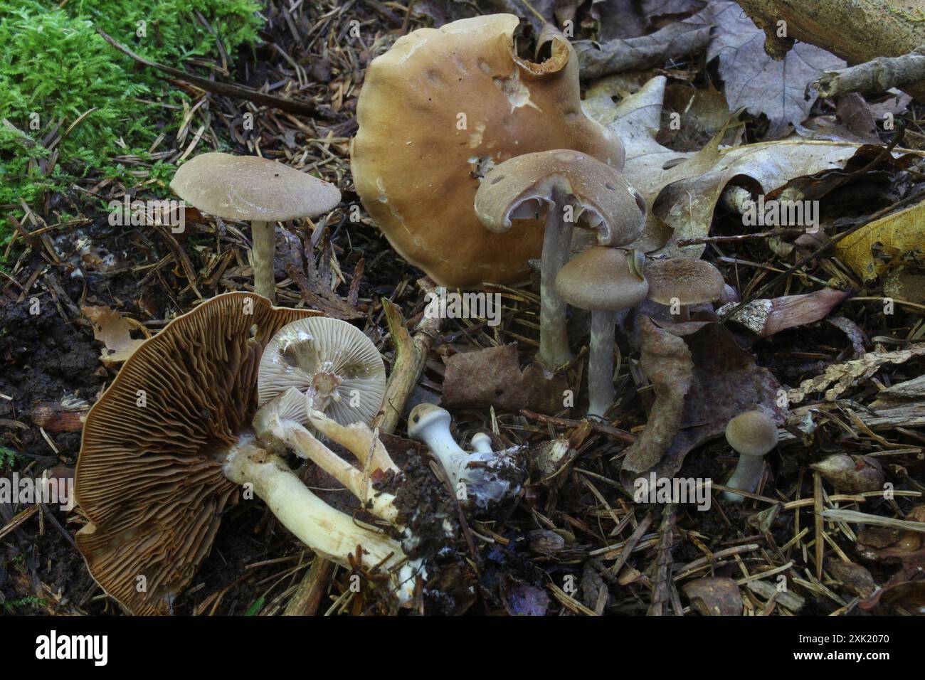 variable webcap (Cortinarius anomalus) Fungi Stock Photo - Alamy