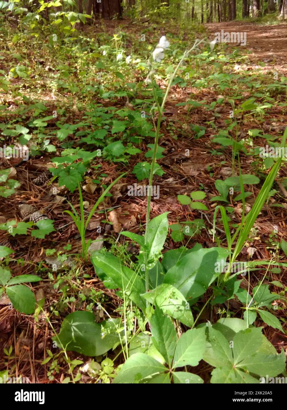 wild comfrey (Andersonglossum virginianum) Plantae Stock Photo - Alamy