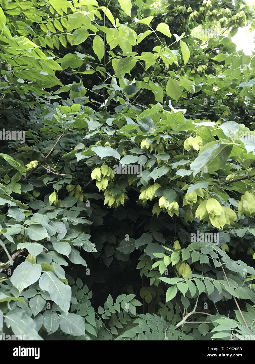 American bladdernut (Staphylea trifolia) Plantae Stock Photo - Alamy