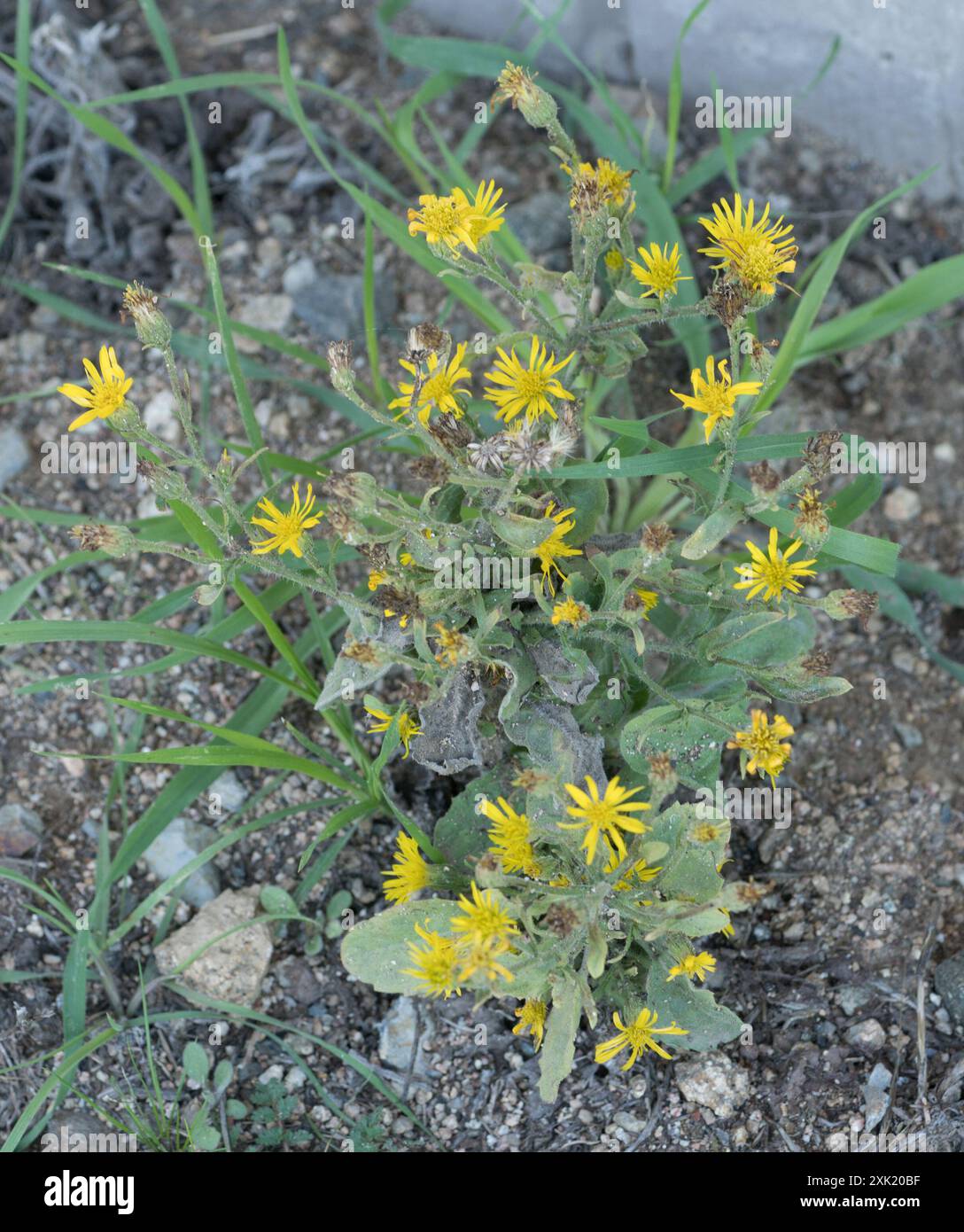 Telegraphweed (Heterotheca grandiflora) Plantae Stock Photo - Alamy