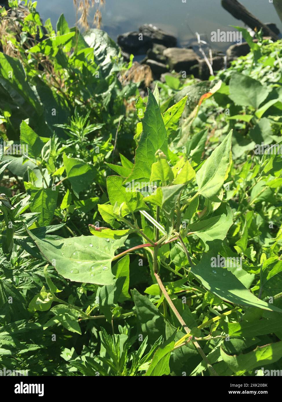 Saltbushes (Atriplex) Plantae Stock Photo - Alamy