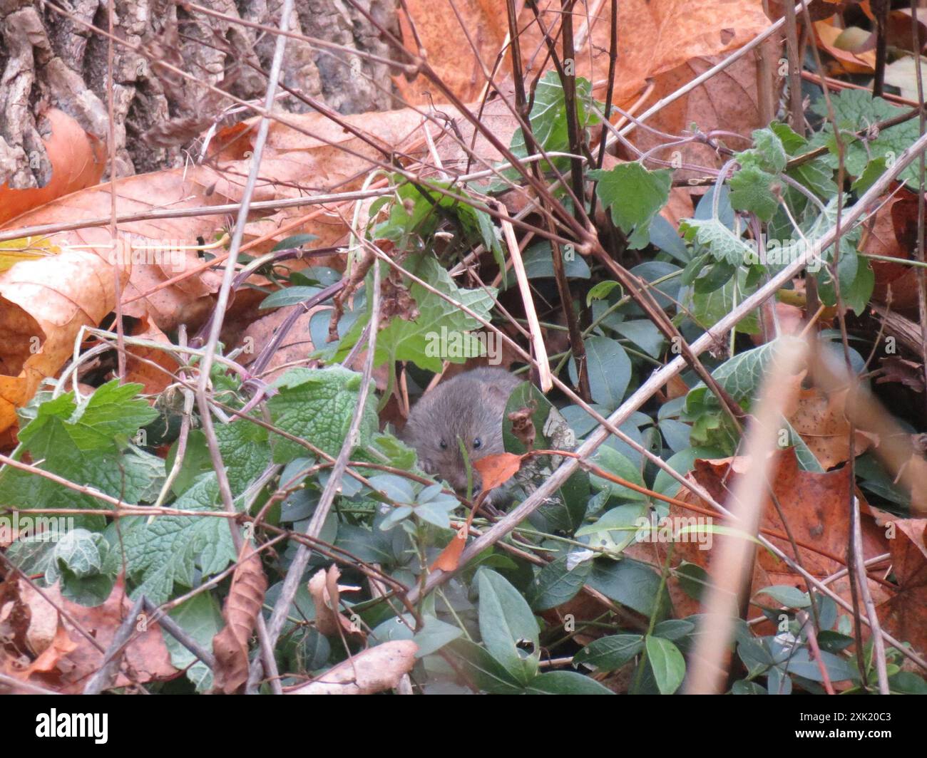 Meadow Vole (Microtus pennsylvanicus) Mammalia Stock Photo - Alamy
