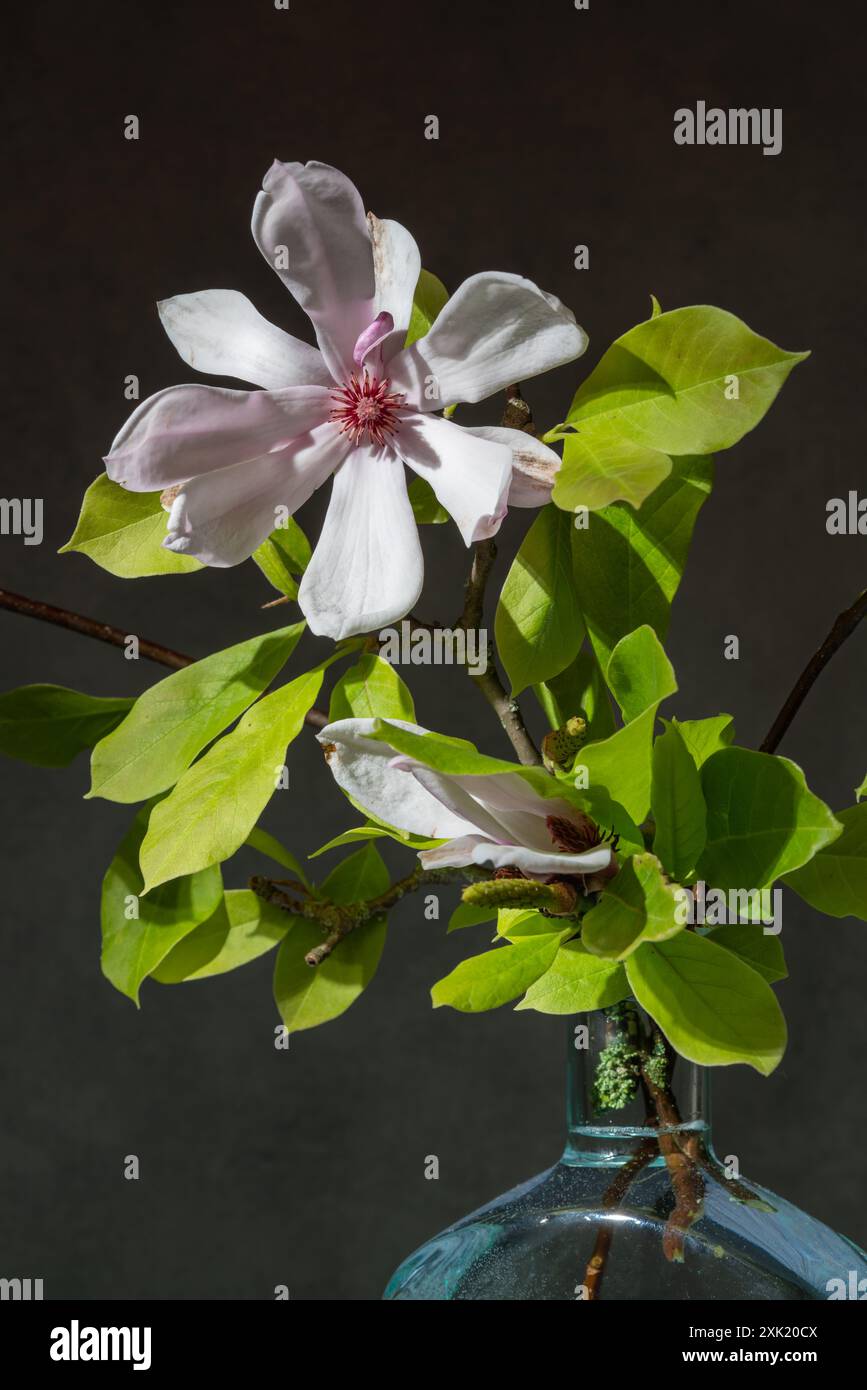 Magnolia in glass vase, interier flower arragement, still life Cluse up ...