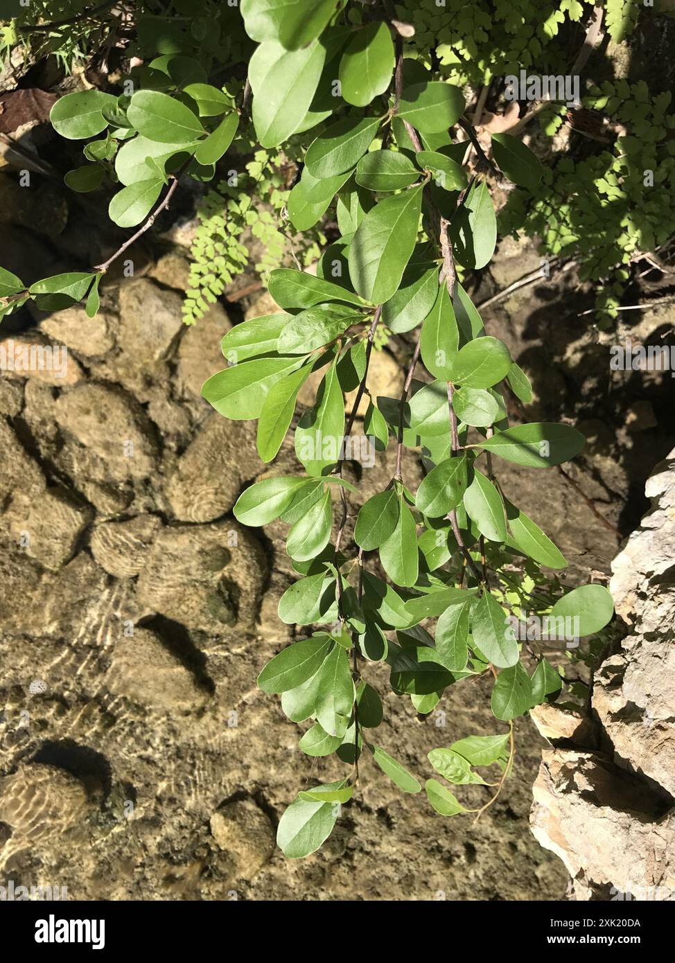 Gum bumelia (Sideroxylon lanuginosum) Plantae Stock Photo - Alamy