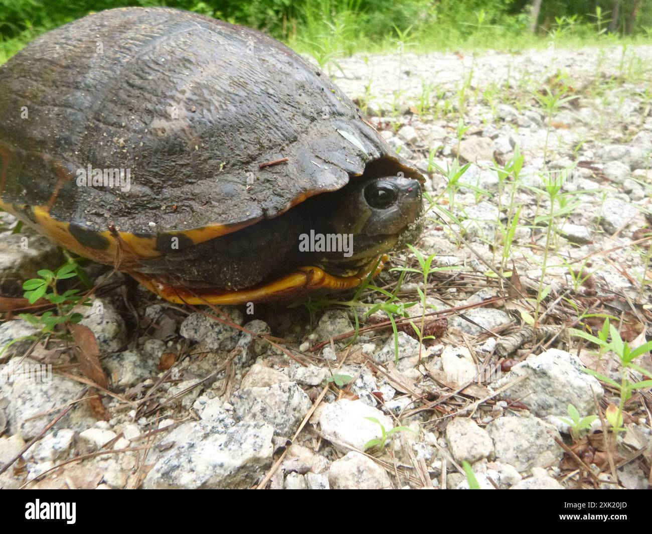 Yellow-bellied Slider (Trachemys scripta scripta) Reptilia Stock Photo ...