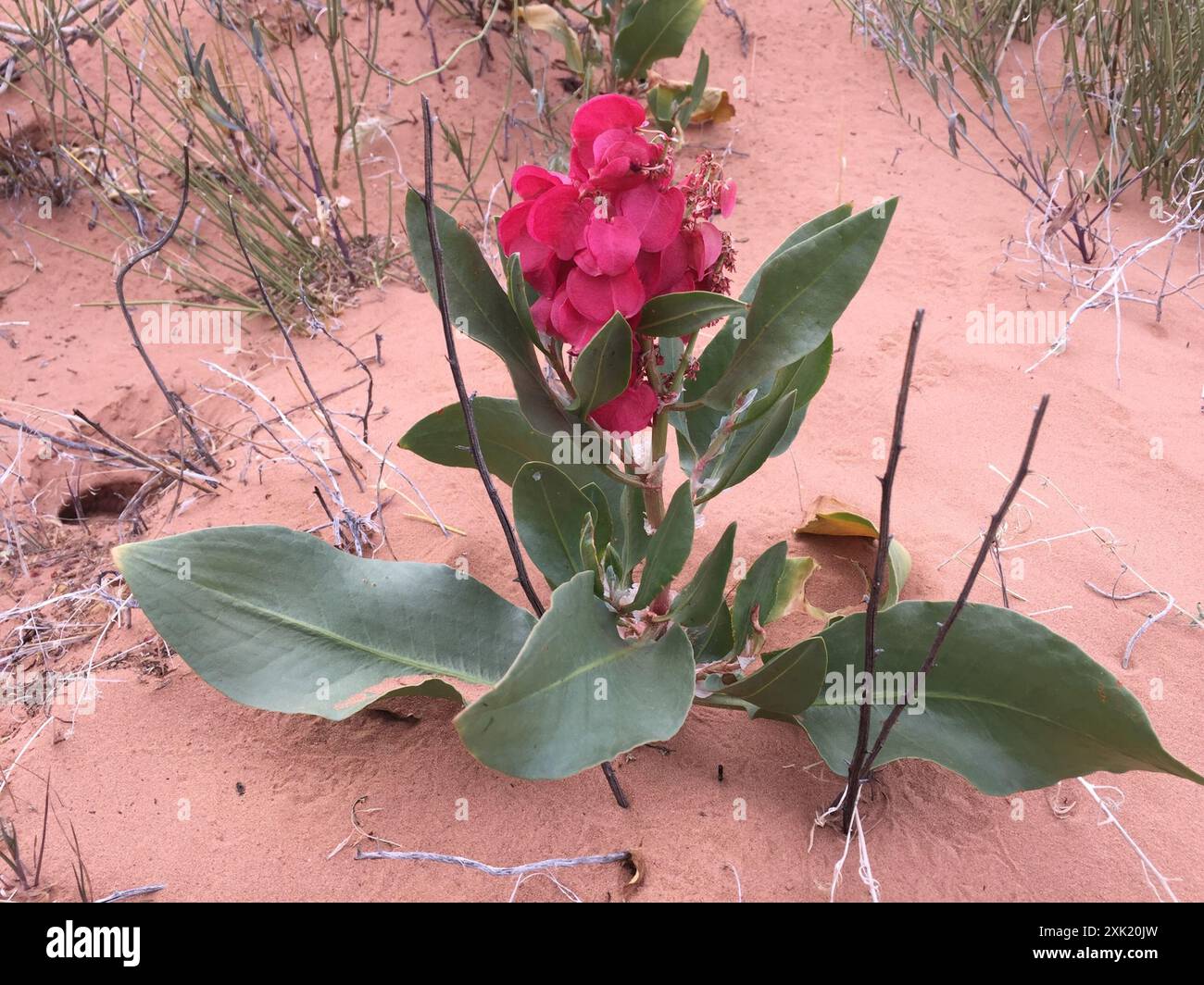 Rumex venosus hi-res stock photography and images - Alamy
