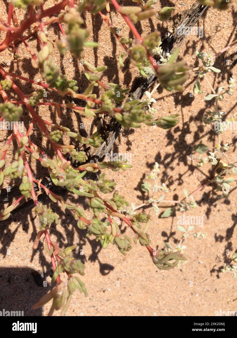 Desert Portulaca (Portulaca halimoides) Plantae Stock Photo - Alamy