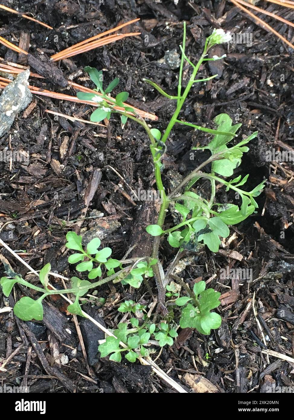 Bittercresses and Toothworts (Cardamine) Plantae Stock Photo - Alamy
