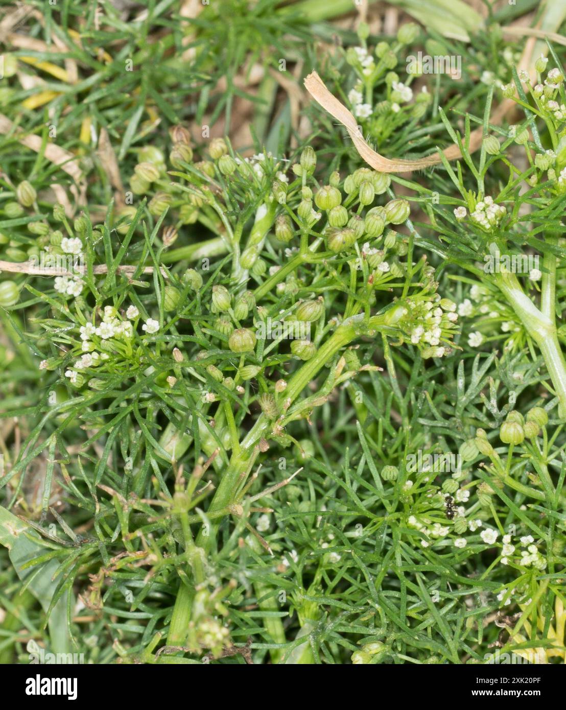 Marsh parsley (Cyclospermum leptophyllum) Plantae Stock Photo - Alamy