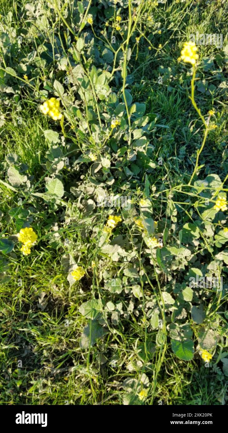 Shortpod Mustard (Hirschfeldia incana) Plantae Stock Photo - Alamy