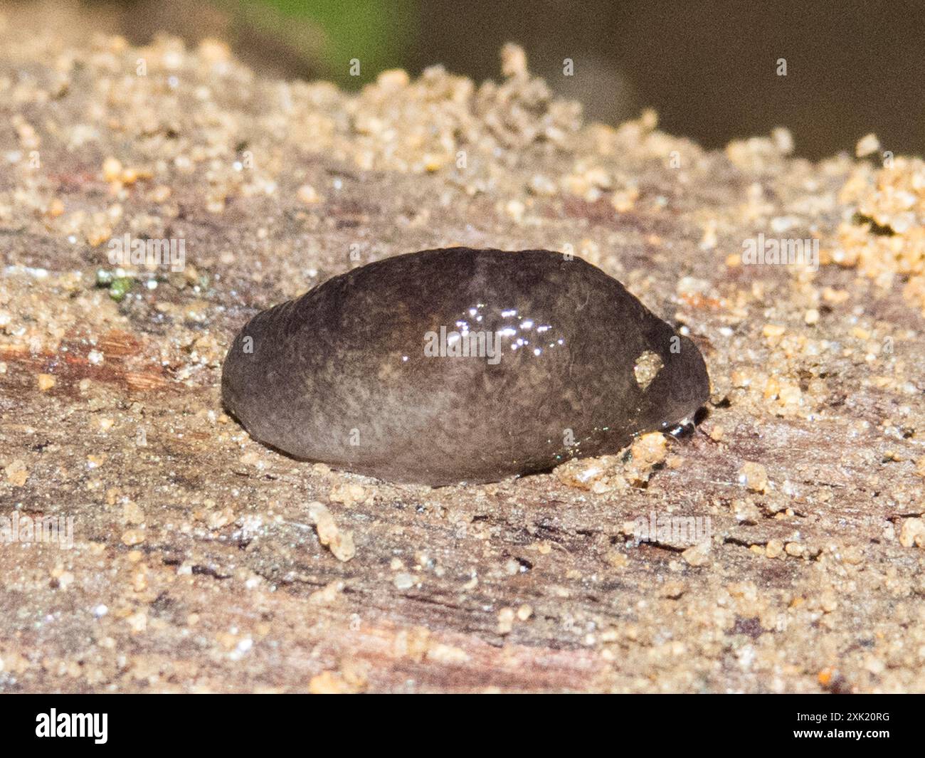 Smooth Land Slugs (Deroceras) Mollusca Stock Photo - Alamy