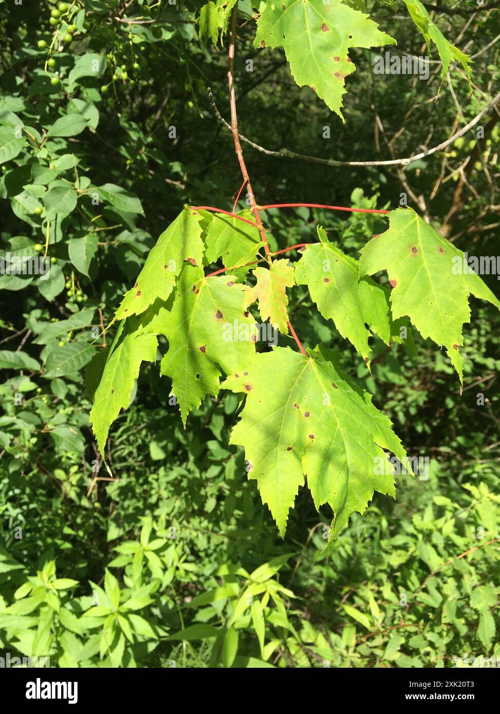 red maple (Acer rubrum) Plantae Stock Photo - Alamy